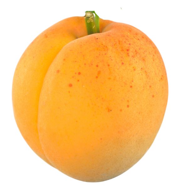 Apricot Fresh 14# - APFR