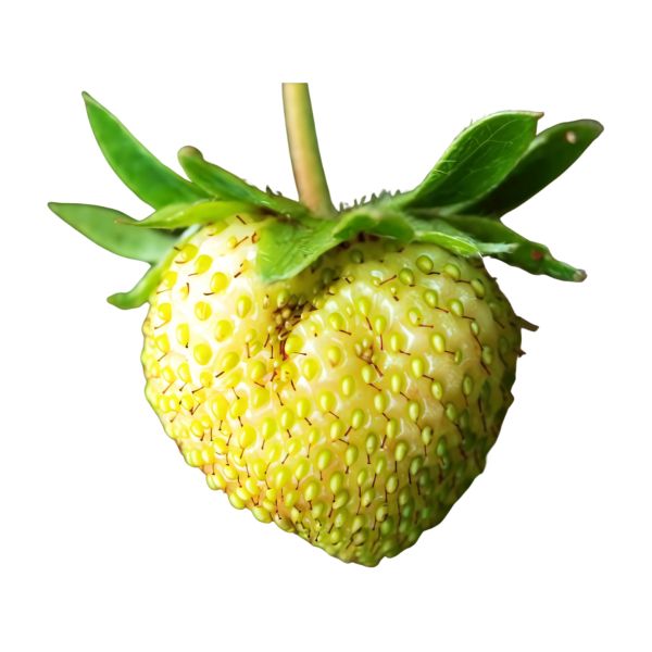 Strawberry Green - STGR