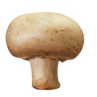 Mushrooms - Page 1 of 2