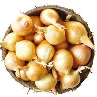 Onions - Page 1 of 2