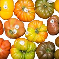Tomatoes - Page 1 of 2